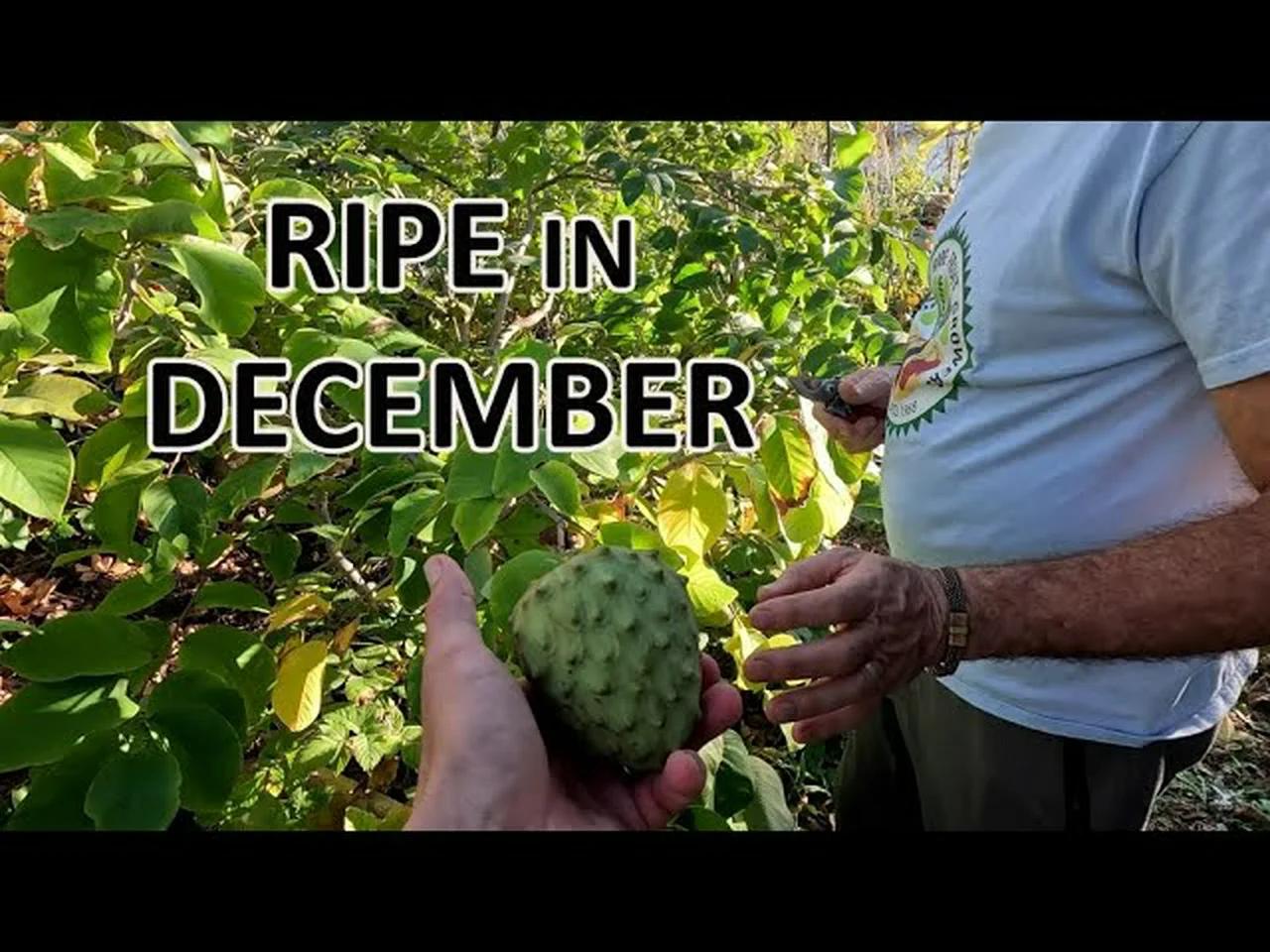December in Jacques' food garden in Southern California