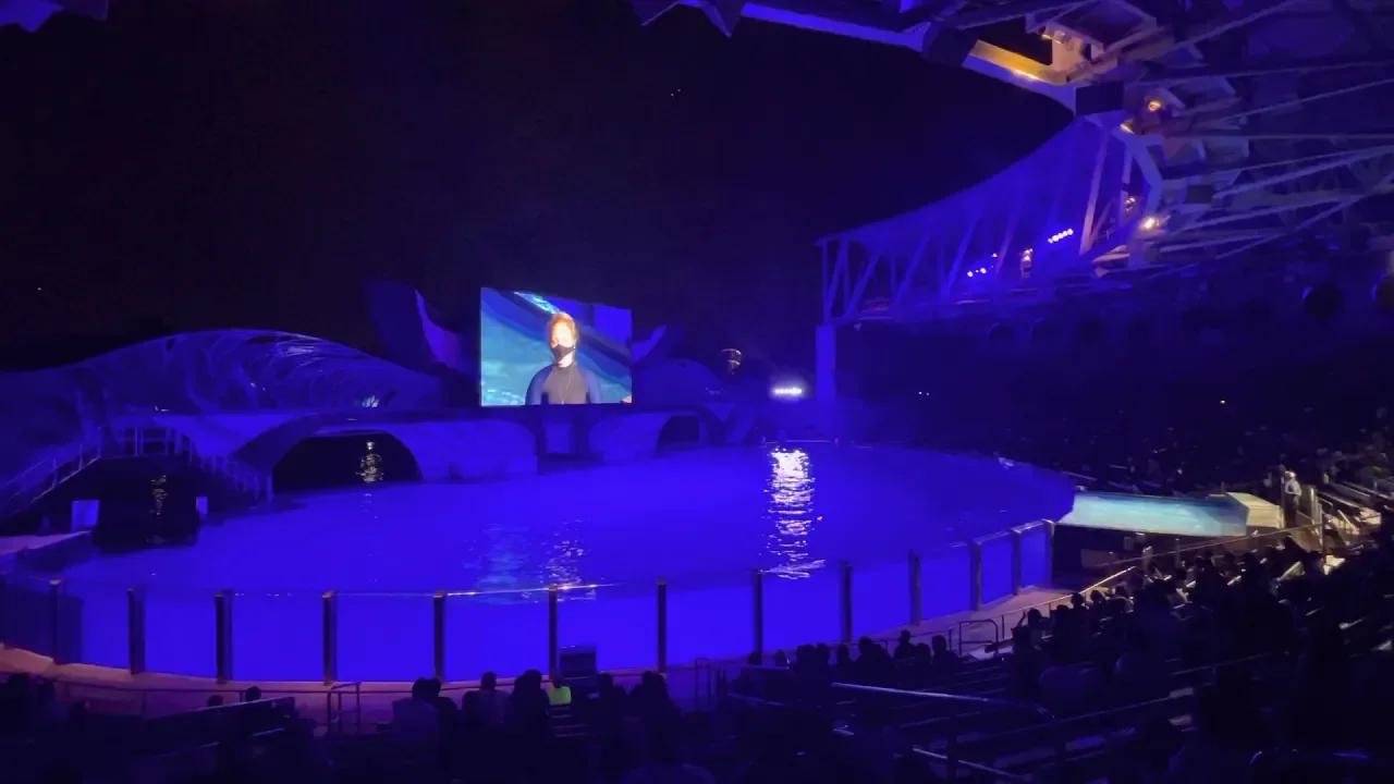 Seaworld Orca Encounter killer whale hunt segment at night - wide shot ...