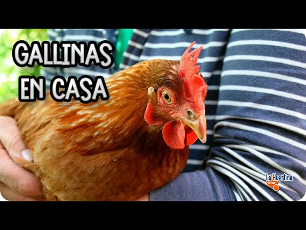 🐔 7 Consejos BASICOS para TENER GALLINAS en CASA || La Huertina De Toni