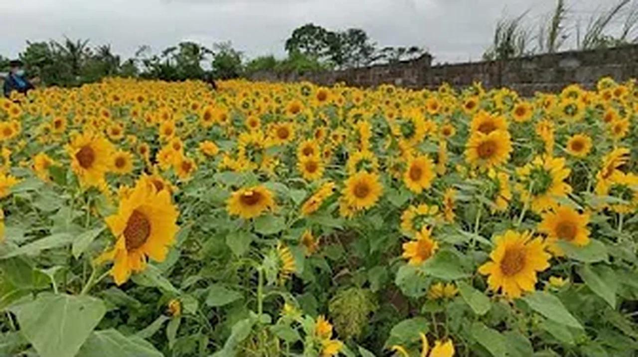 Sunflower Farm sa Pacol Naga City Philippines 1 of 2