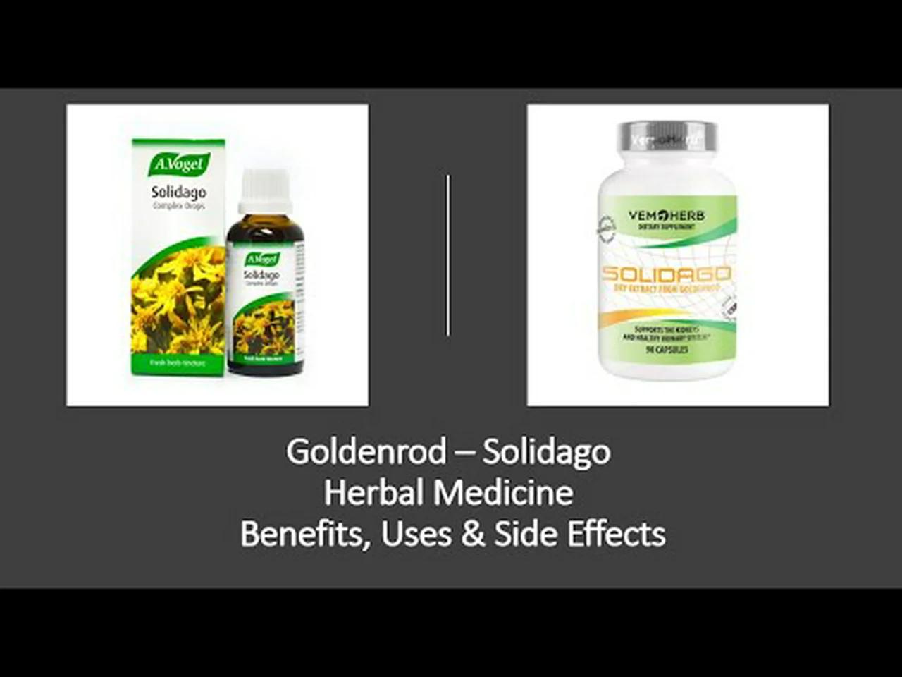 Solidago Golden Rod Herbal Medicine Benefits, Uses & Side Effects