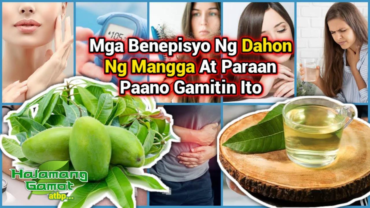 Mga Benepisyo Ng Dahon Ng Mangga At Paraan Paano Gamitin Ito | Halamang Gamot ATBP