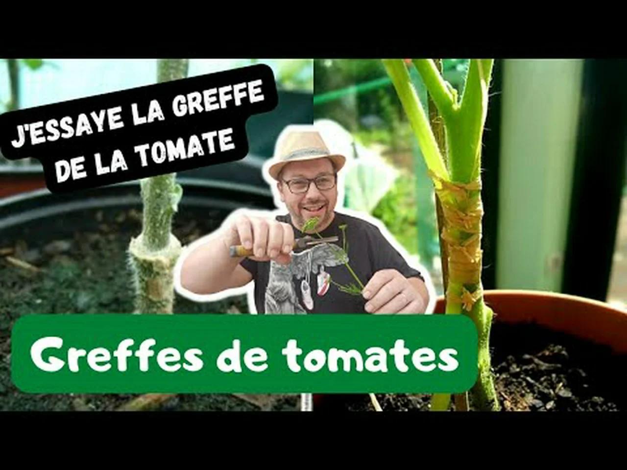 Pourquoi faire des greffes de Tomates