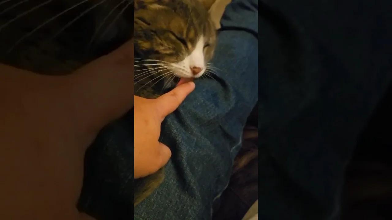 Watching TV with my cat
