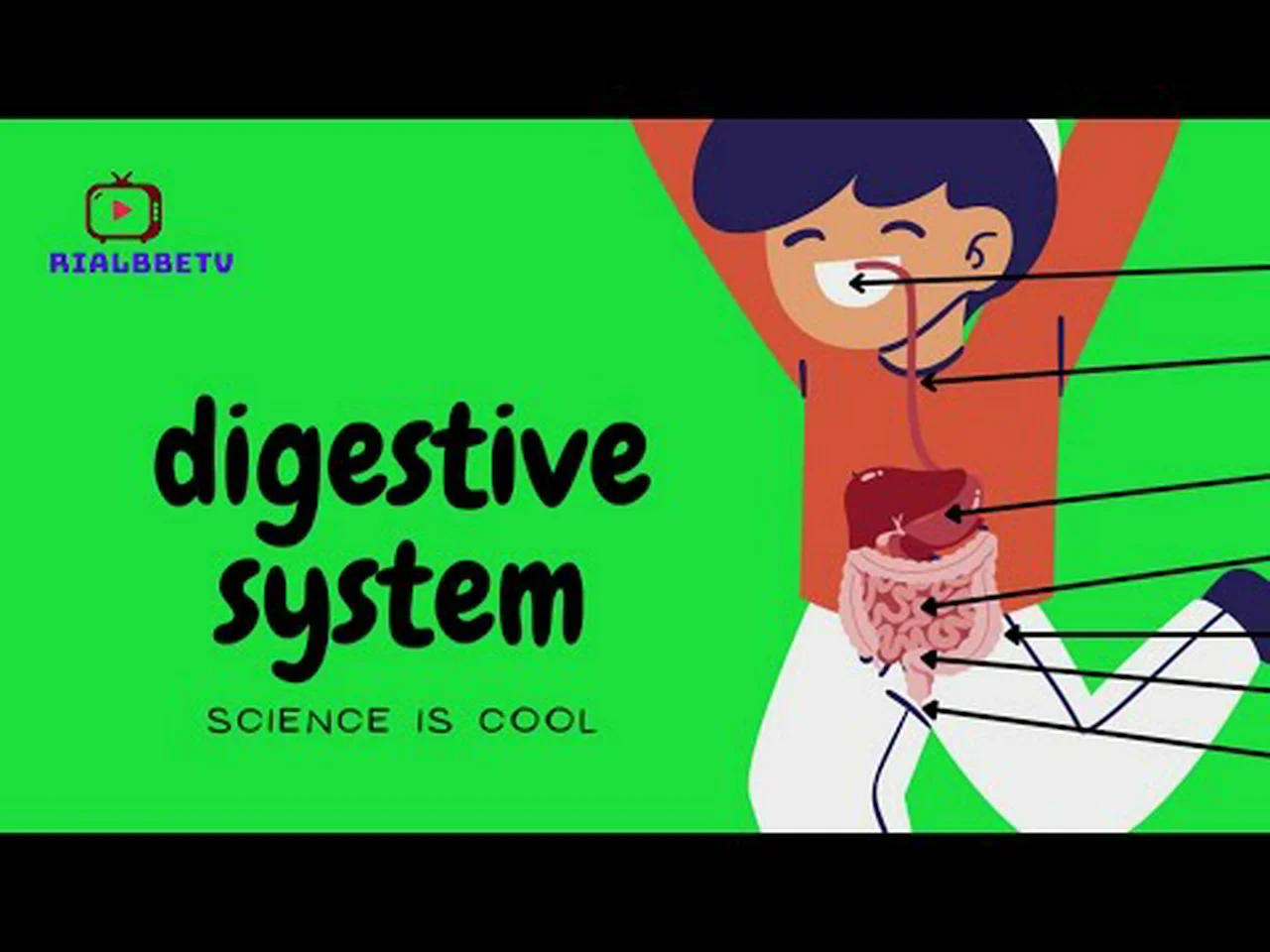Science is cool - Digestive System