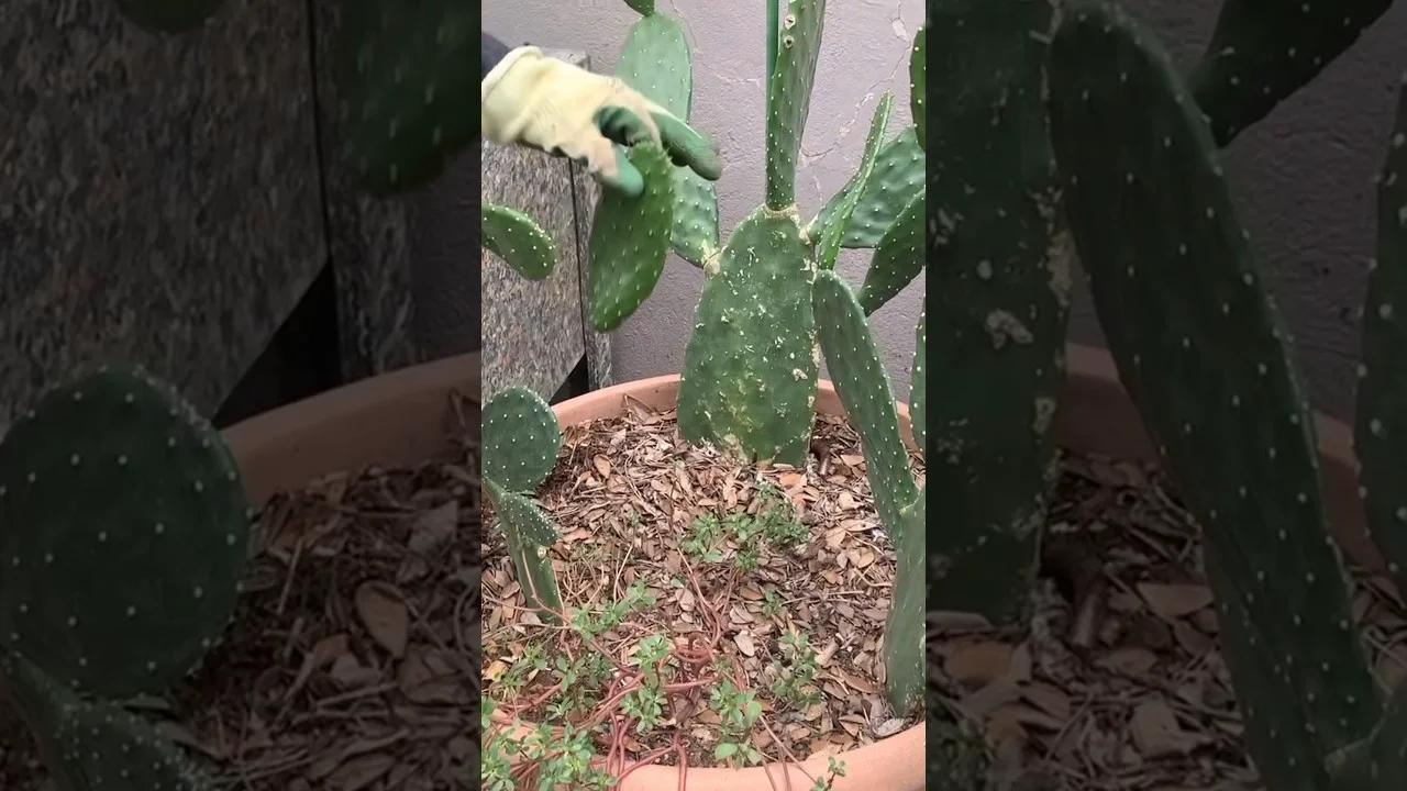 Así se siembra el Nopal En Maceta🌵. #plantas #huerta #short #shorts # ...
