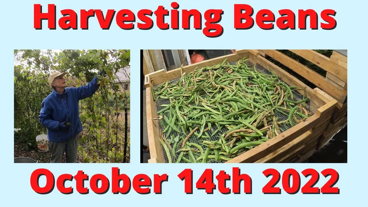 Harvesting Scarlet Red runner beans October 15th 2022
