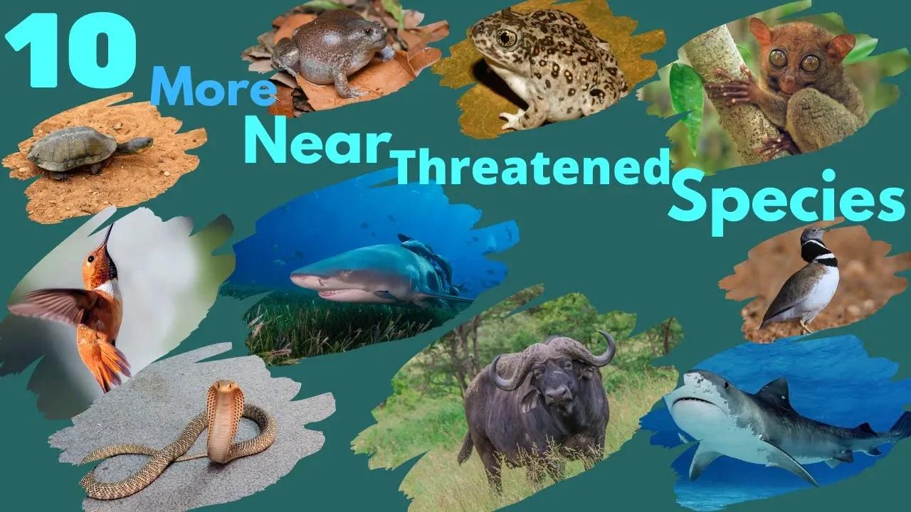 10 More Species Near Threatened (Endangered Species) 2021