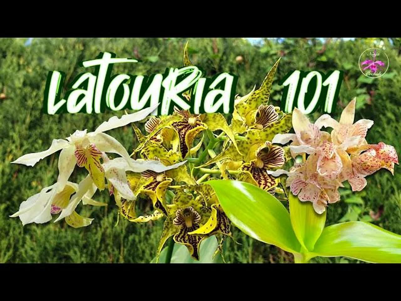 Latouria Type Dendrobiums Care Tips | Insights | Growth Habit | Repot ...