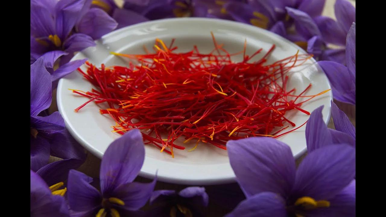 USO MEDICINAL Y CULINARIO DEL AZAFRÁN. EL ORO ROJO, plantas medicinales ...