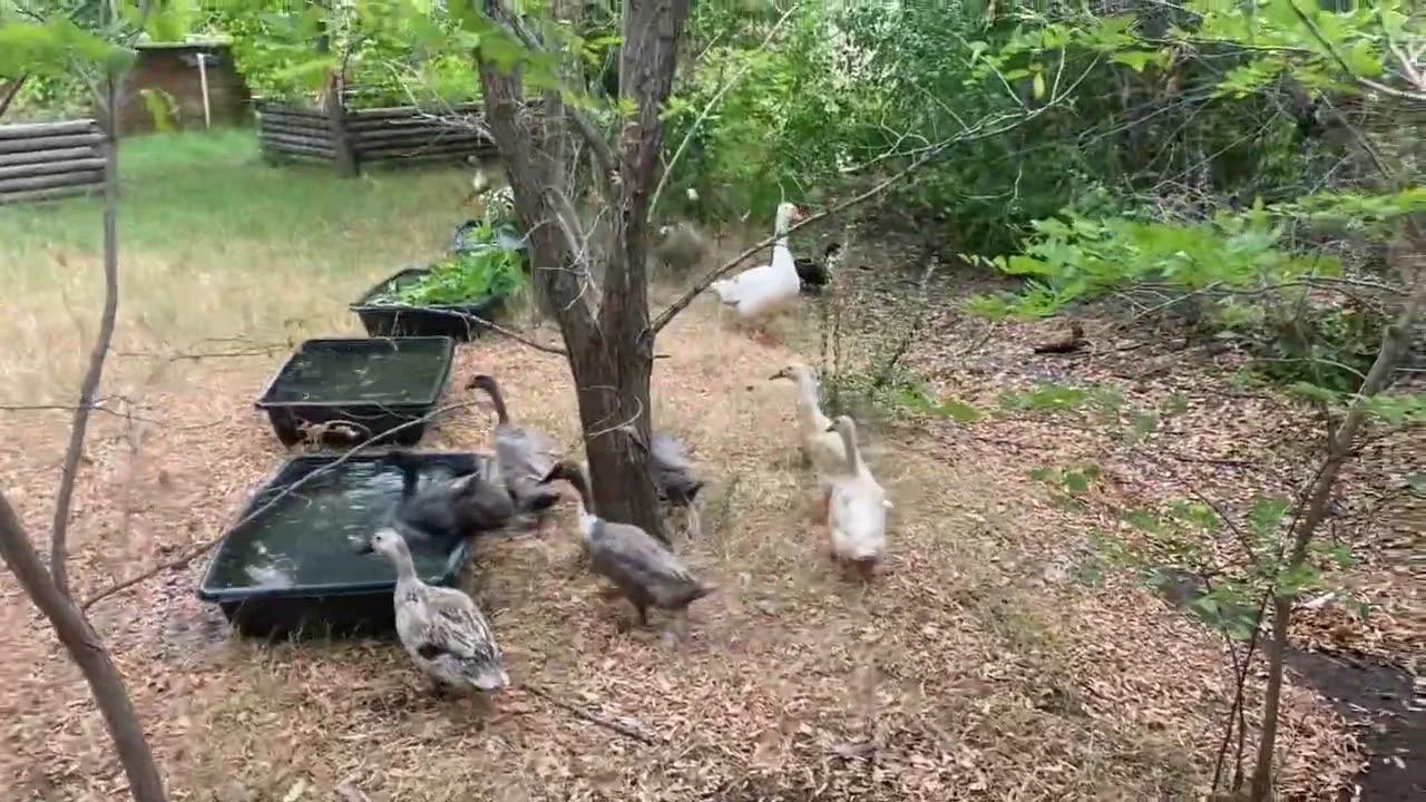 Feeding the Ducks & Geese Longevity Spinach