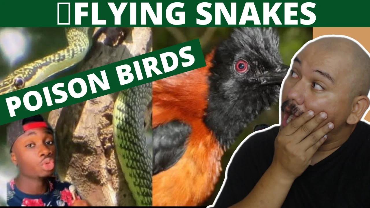 Flying Snakes, Poison Birds and a Homicidal Golf Ball | Casual ...