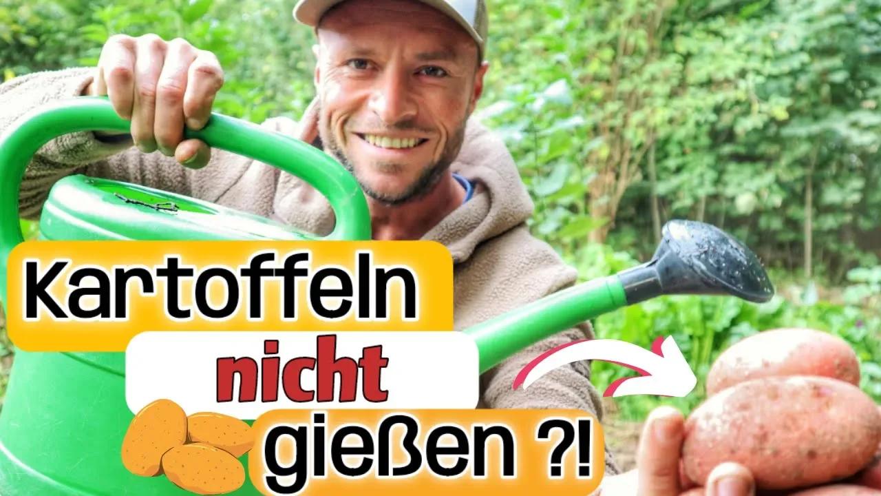 Kartoffeln Anhufeln Wie Oft