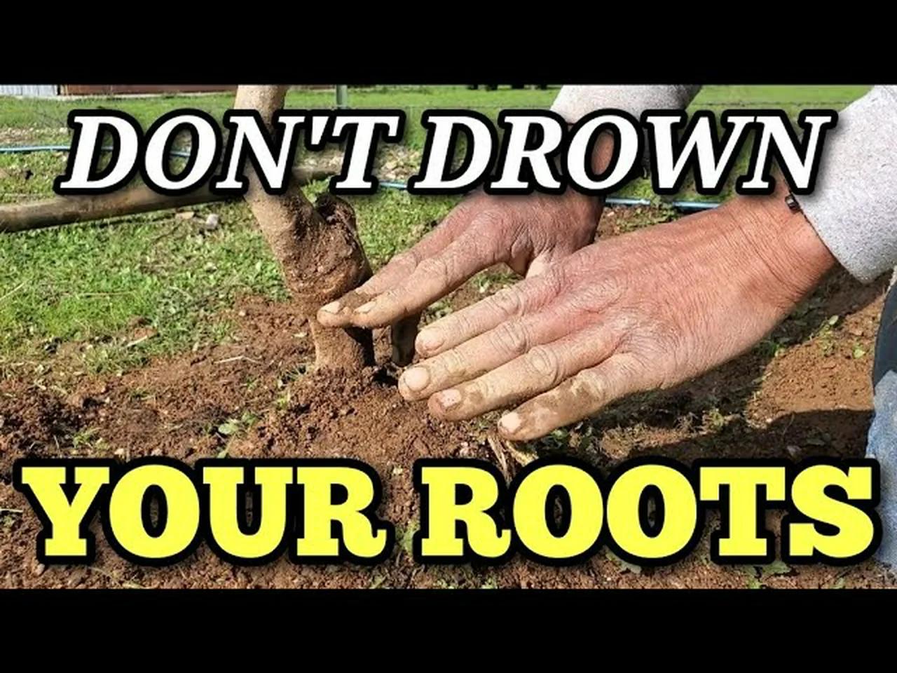 Planting BARE ROOT TREES in WET CLAY SOIL