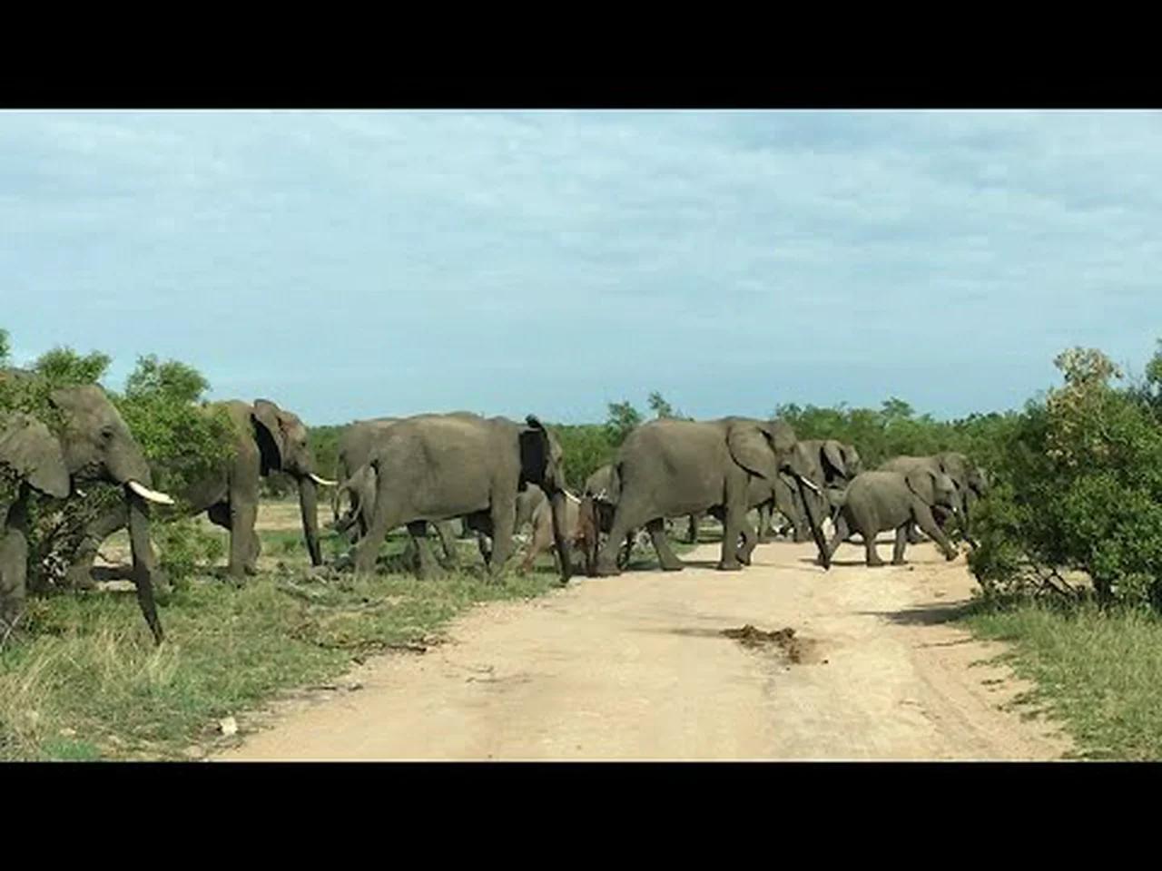 Epic Kruger National Park Elephant Sighting