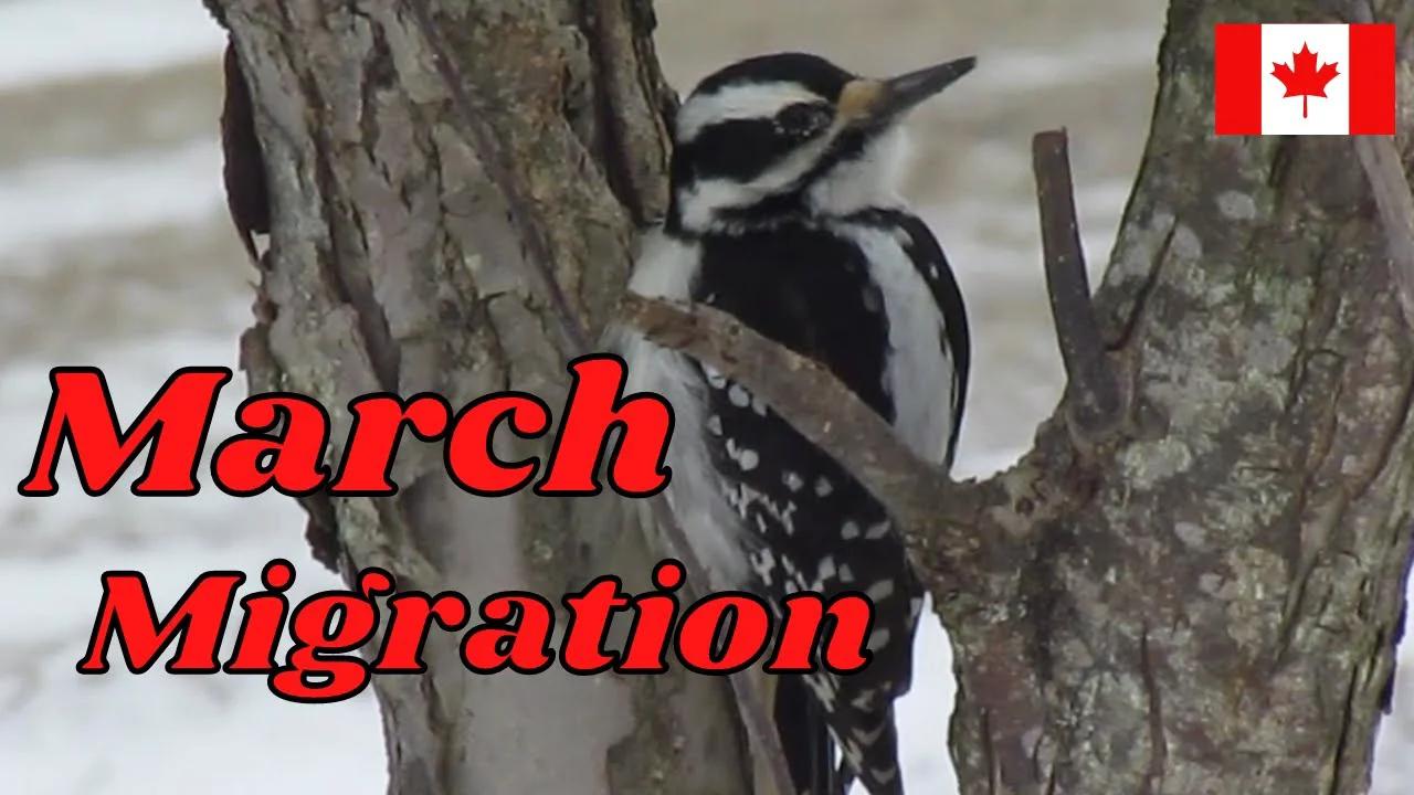 March Migration | Canadian Bird Migration Update | Homesteading Birders ...