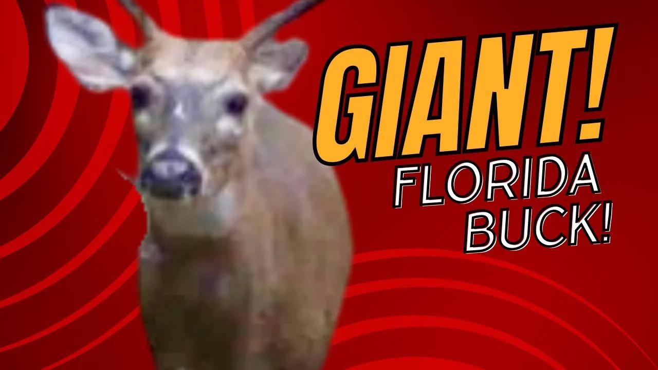 GIANT Florida Buck!