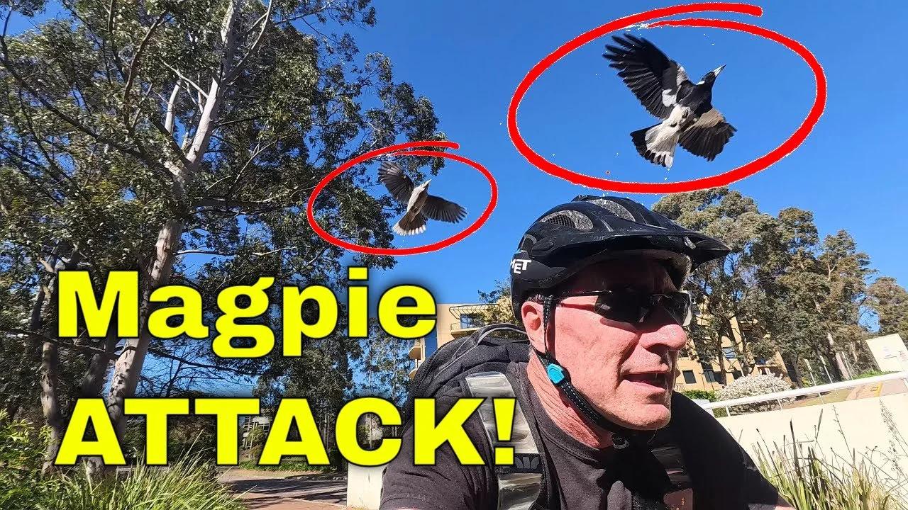 Australian Magpie ATTACK!