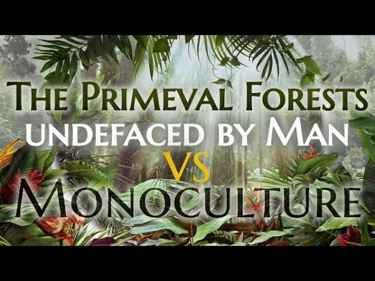 The Primeval Forests Untouched by the Hand of Man vs. Monoculture | The ...