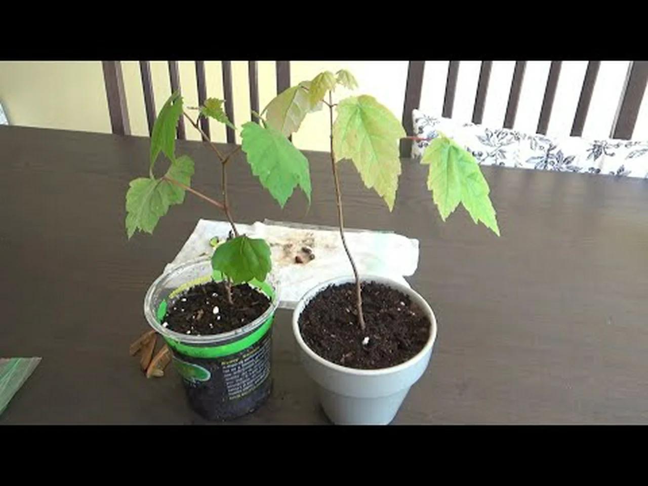 How to grow maple trees from seed