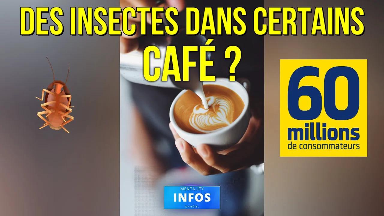 Des insectes dans certains café