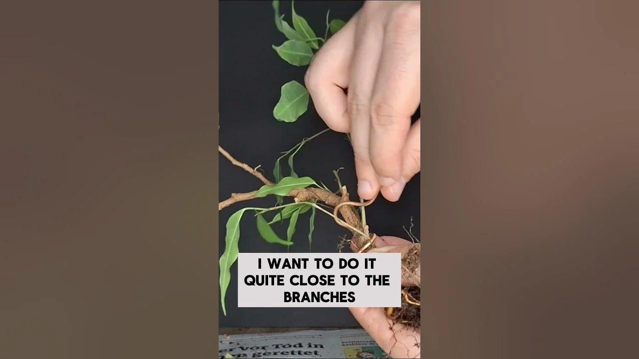 Fusing trees #bonsai #tropicalbonsai #bonsaiwork #plants # ...