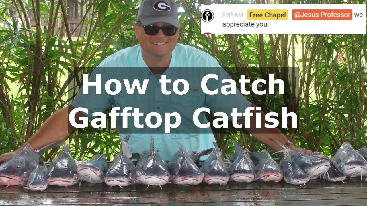 Salty 101- How to Catch Gafftop Catfish