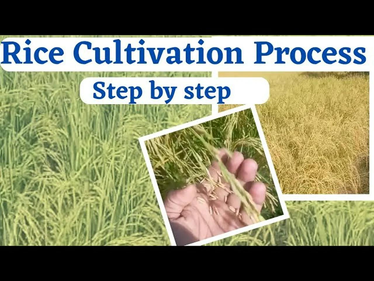 Rice Farming Process step by step// paddy cultivation//rice crop life ...