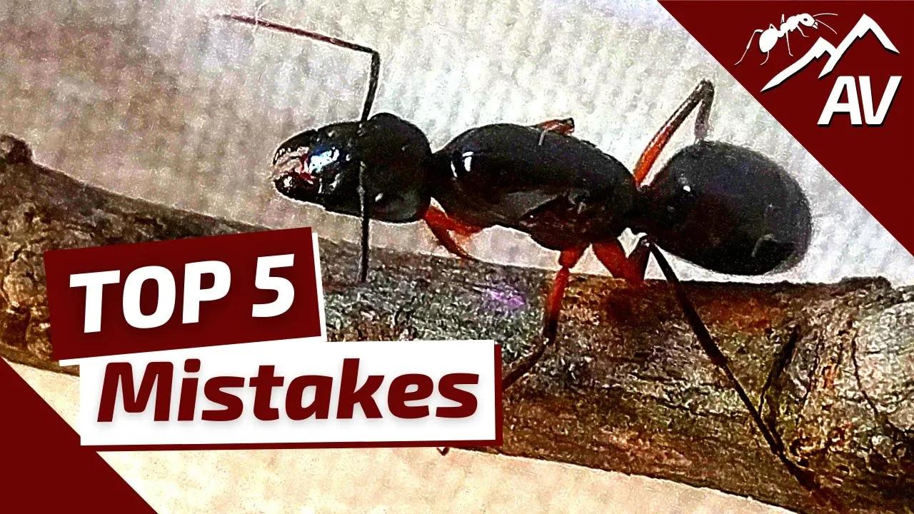 Top 5 Mistakes In Ant Keeping How To Raise An Ant Colony