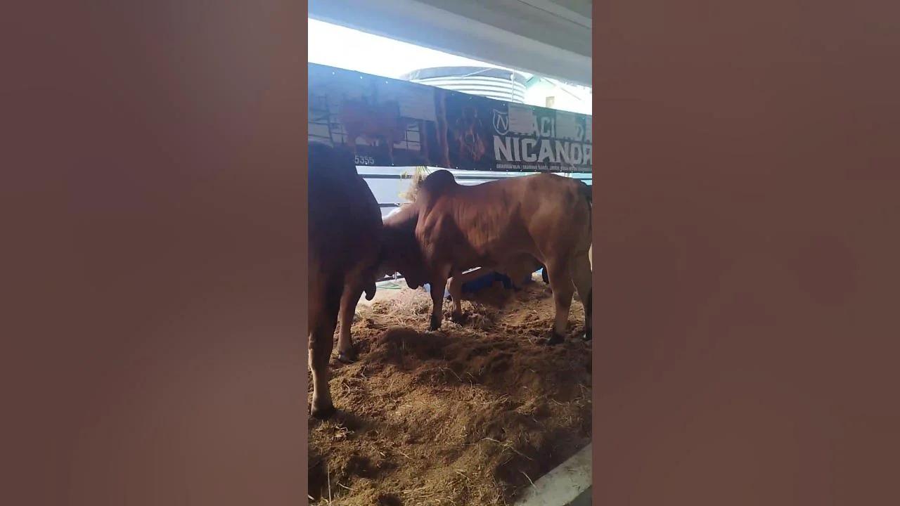 impresionante estos tipos de toros más grandes del mundo (OFICIAL ...