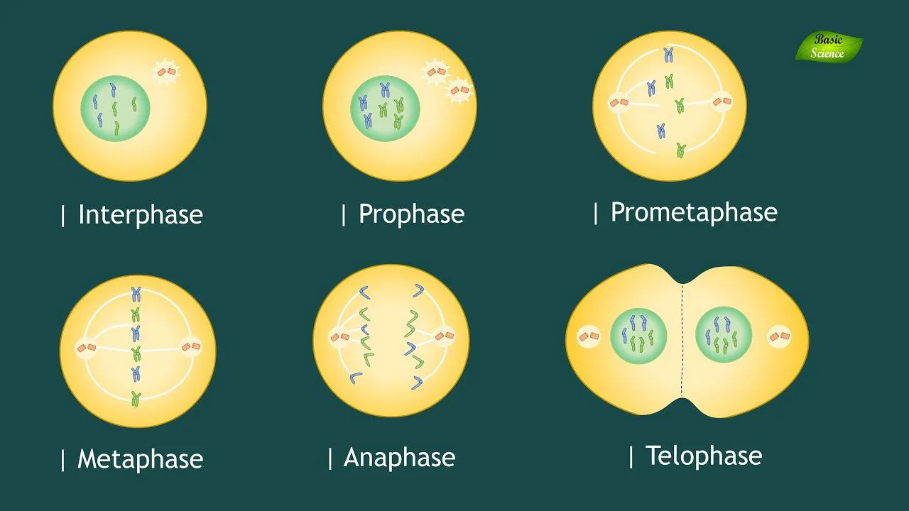 Mitosis | Cell Division | Structure and Function | Notes | Basic ...