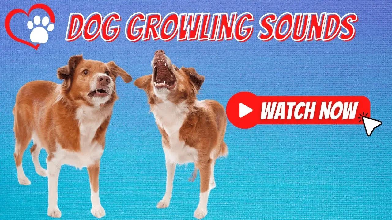 🐕 Dog Growling Sound Effects - ★All NEW 3 Dog Growling Compilation!