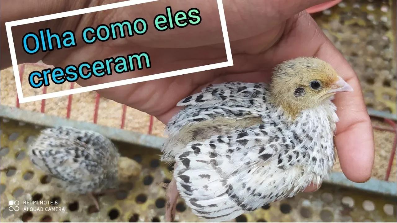 FILHOTES DE CODORNA GIGANTE COM 12 DIAS