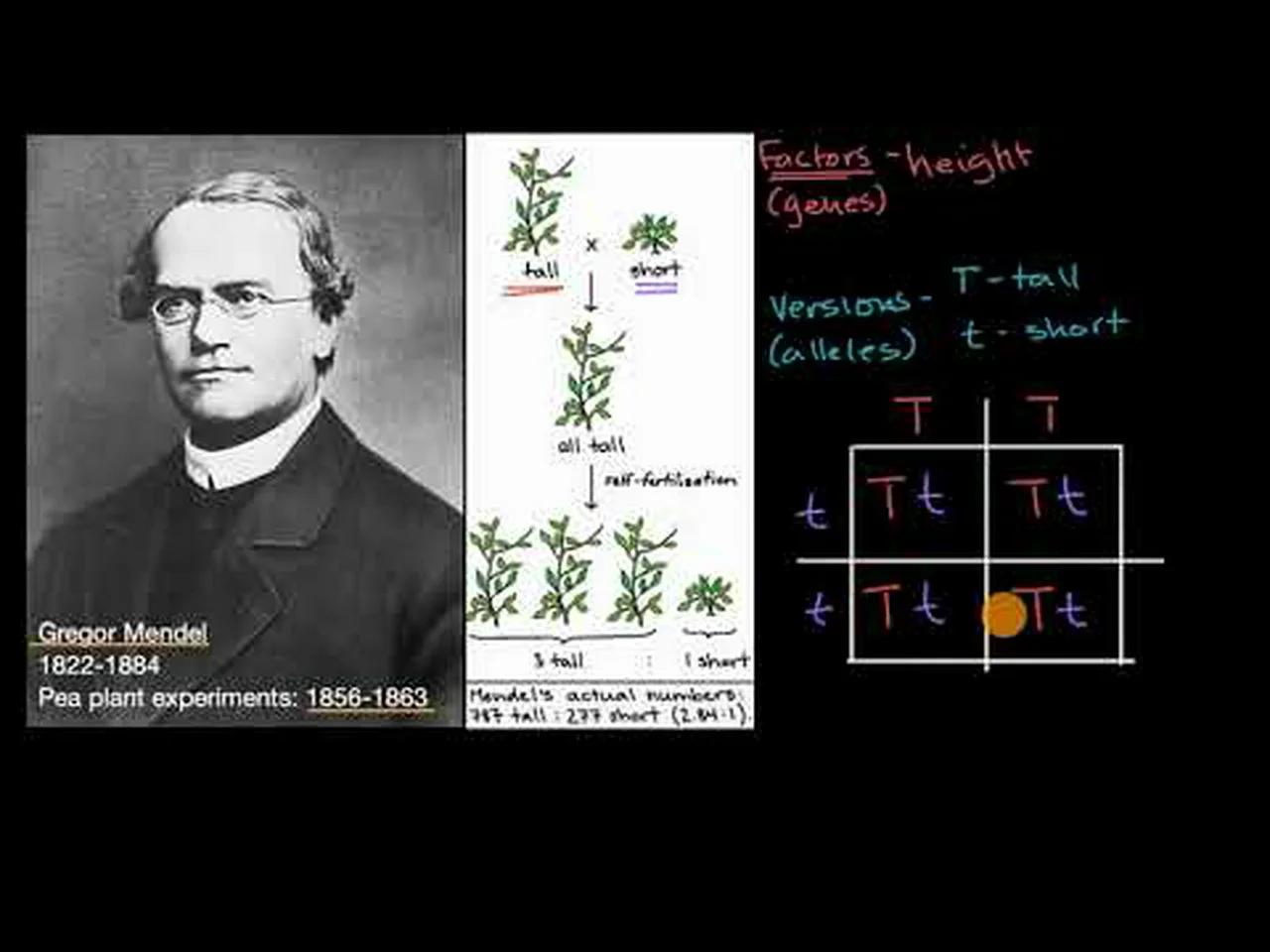 Mendelian inheritance and Punnett squares | High school biology | Khan ...