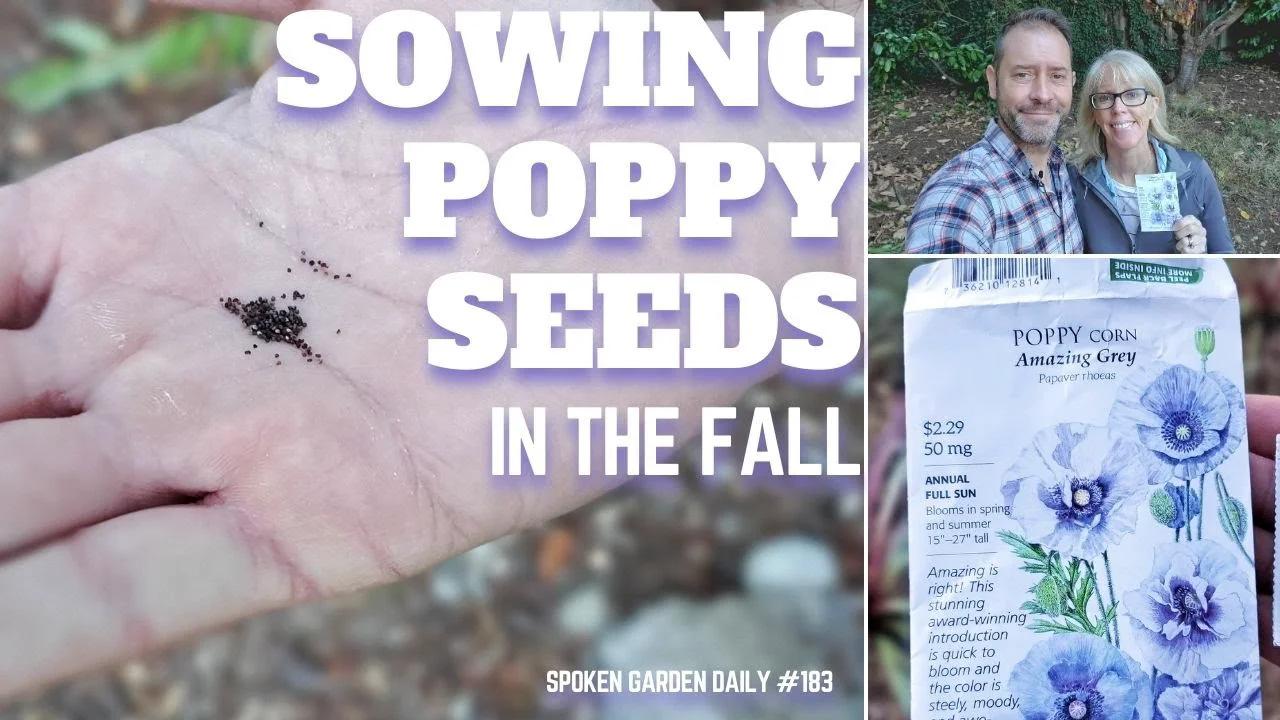 💜 Sowing Poppy Seeds In the Fall - SGD 183 💜