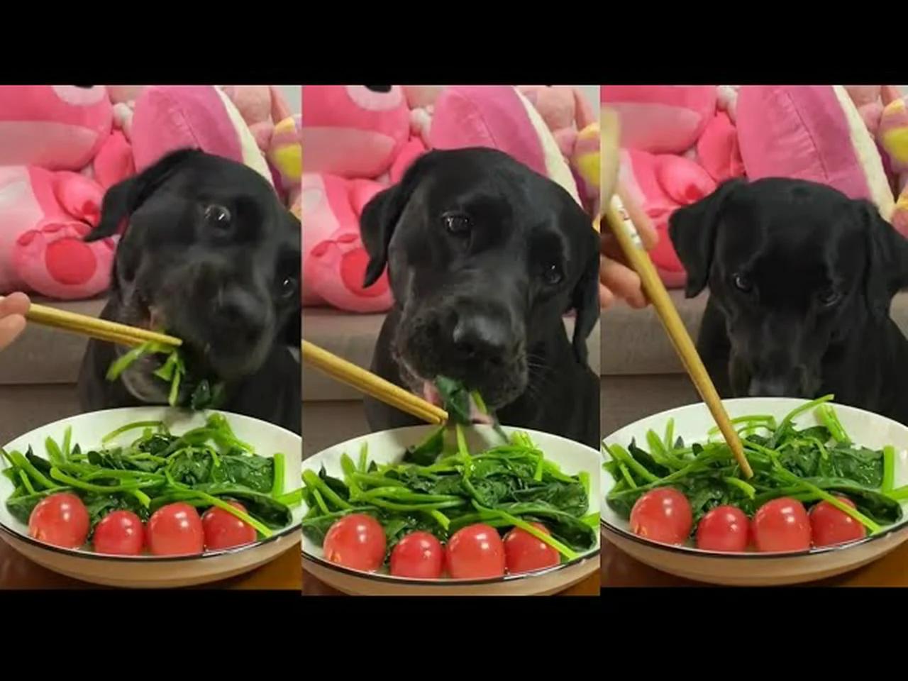 Labrador eating show | Dog eats delicious food ep#112