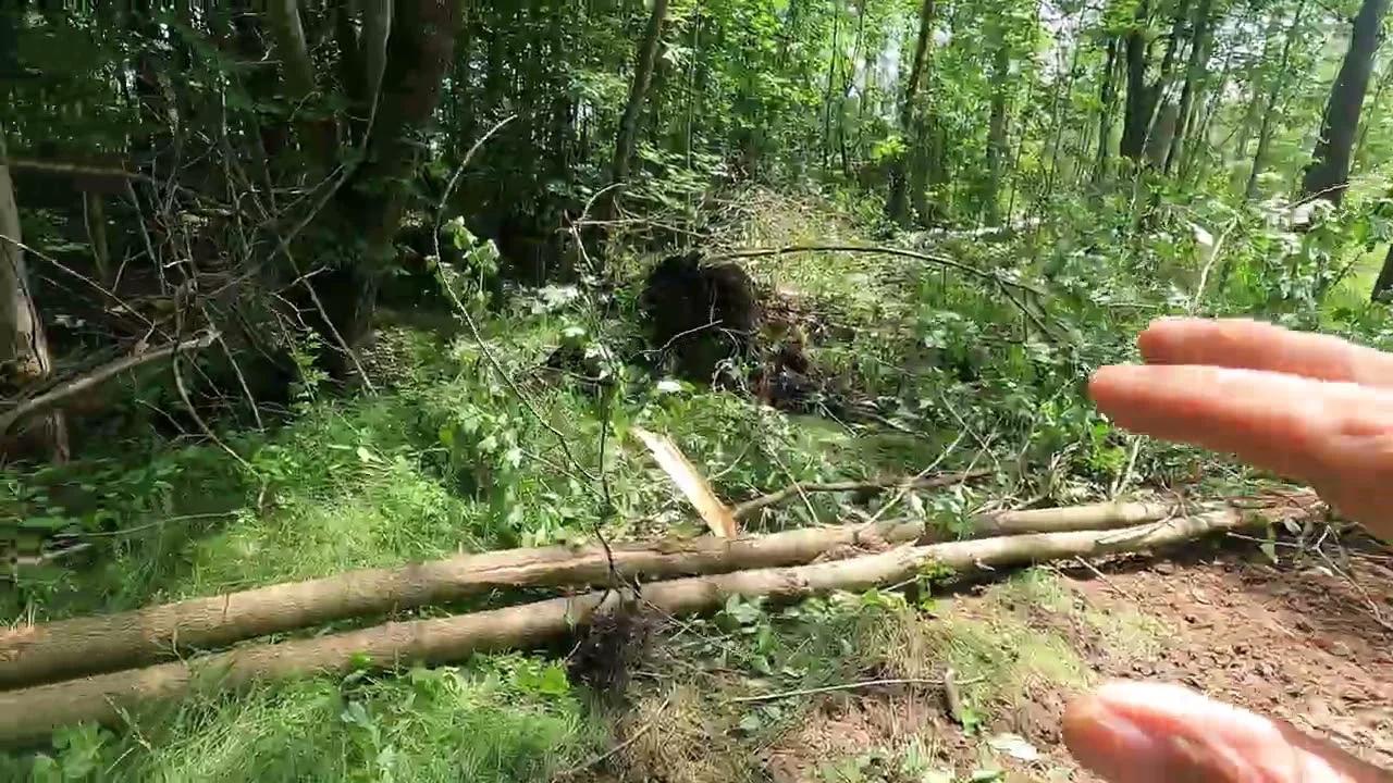 The Conversion Begins: Starting the New Pond with Tree and Brush Clearing