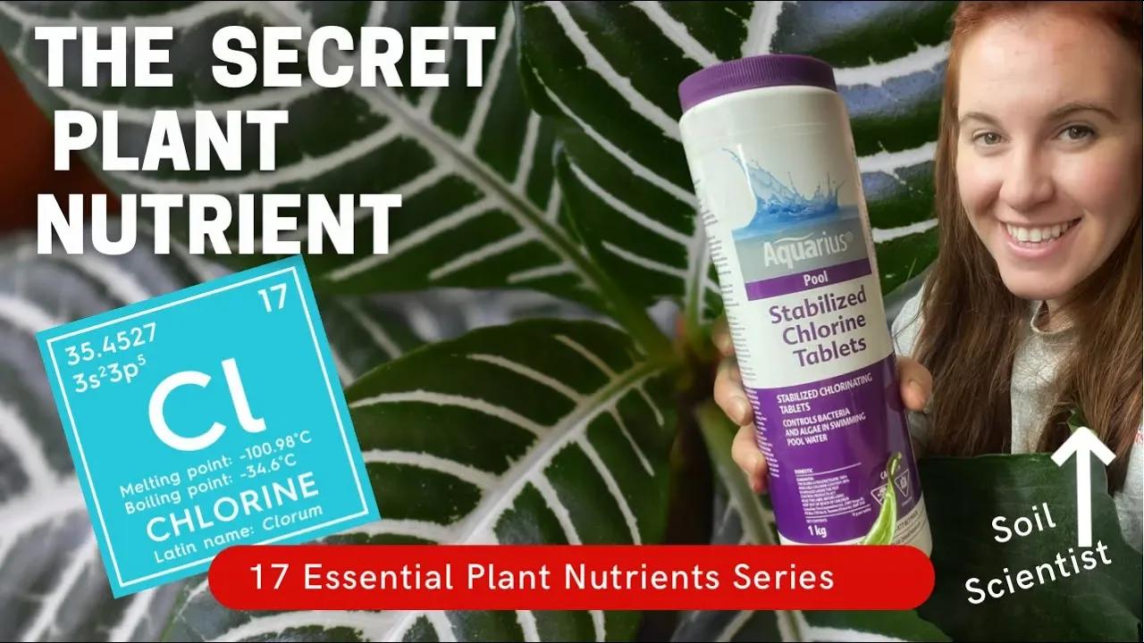 Chlorine Is An Essential Plant Nutrient?! Episode 2 of The Plantmas ...