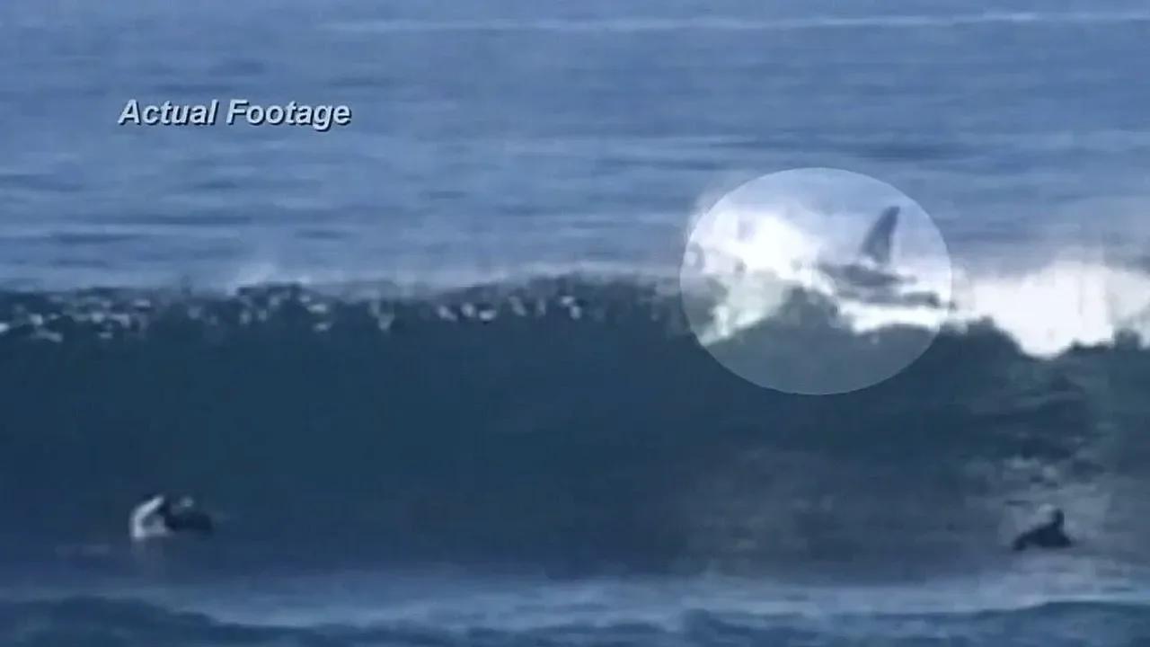 This Surfer Was Brutally Attacked By 2 Great Whites
