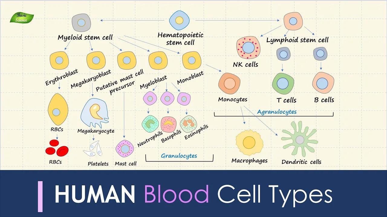 Human Blood Cell Types | Immunology | Basic Science Series
