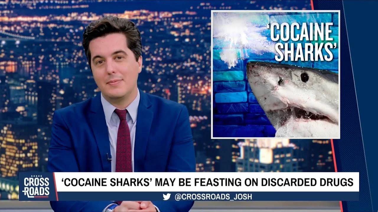 ‘Cocaine Sharks’ and ‘Feminized Fish’—What’s Going On With Our Water ...