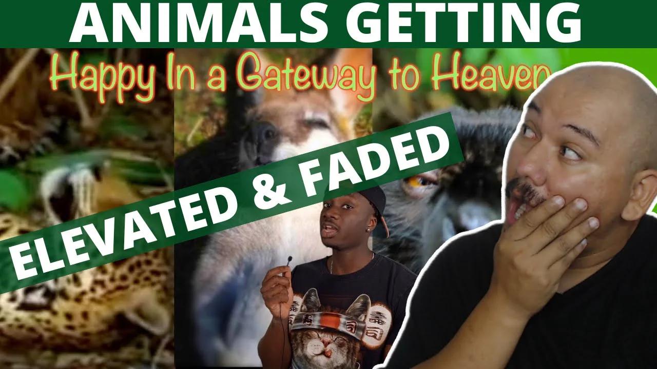 Casual Geographic Reaction: Animals Getting Elevated and Outrageously Faded