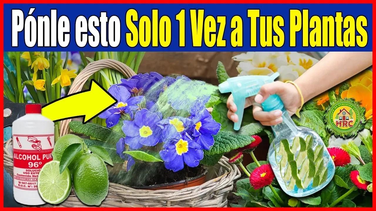 MEZCLA CASCRA DE LIMON CON ALCOHOL Y TUS PLANTAS AMARAN ESTA RECETA ...