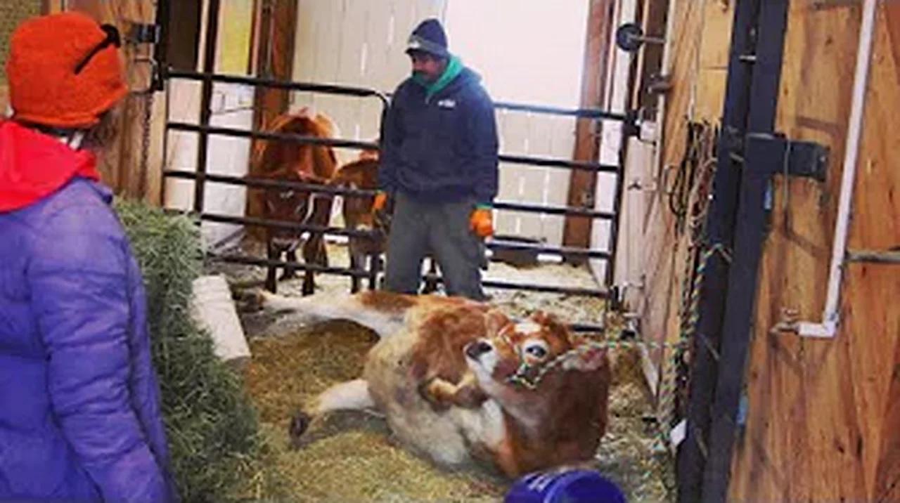 WHAT IS WRONG WITH OUR COWS? ANSWERS!!!