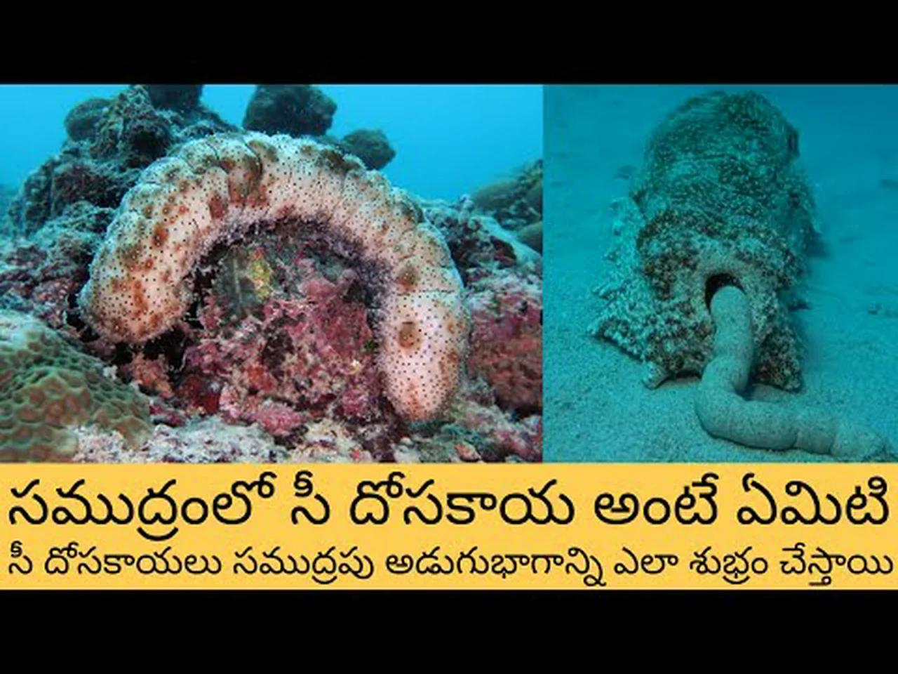 What are Sea Cucumber in Telugu | How Sea Cucumbers Clean Seafloor in ...