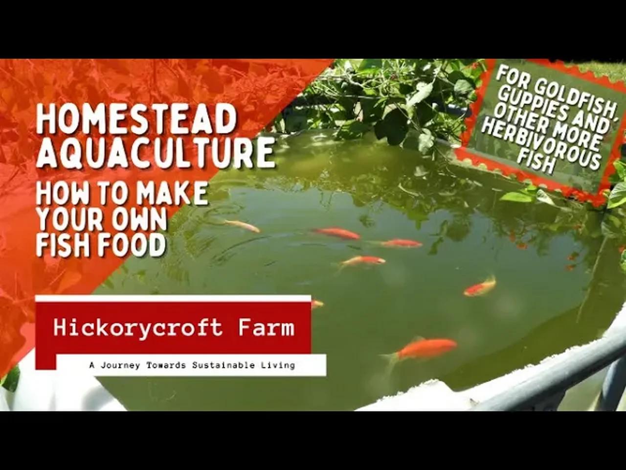How To Make Fish Food | Homestead Aquaculture | For Goldfish Guppies ...