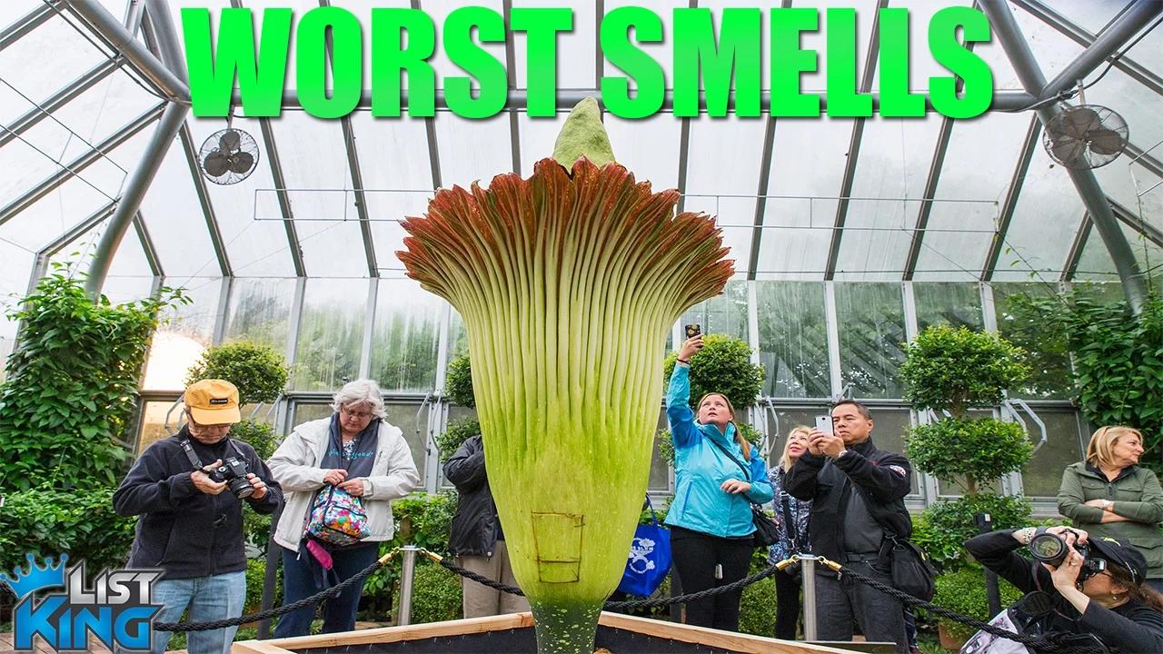 10 WORST SMELLS in the World | LIST KING