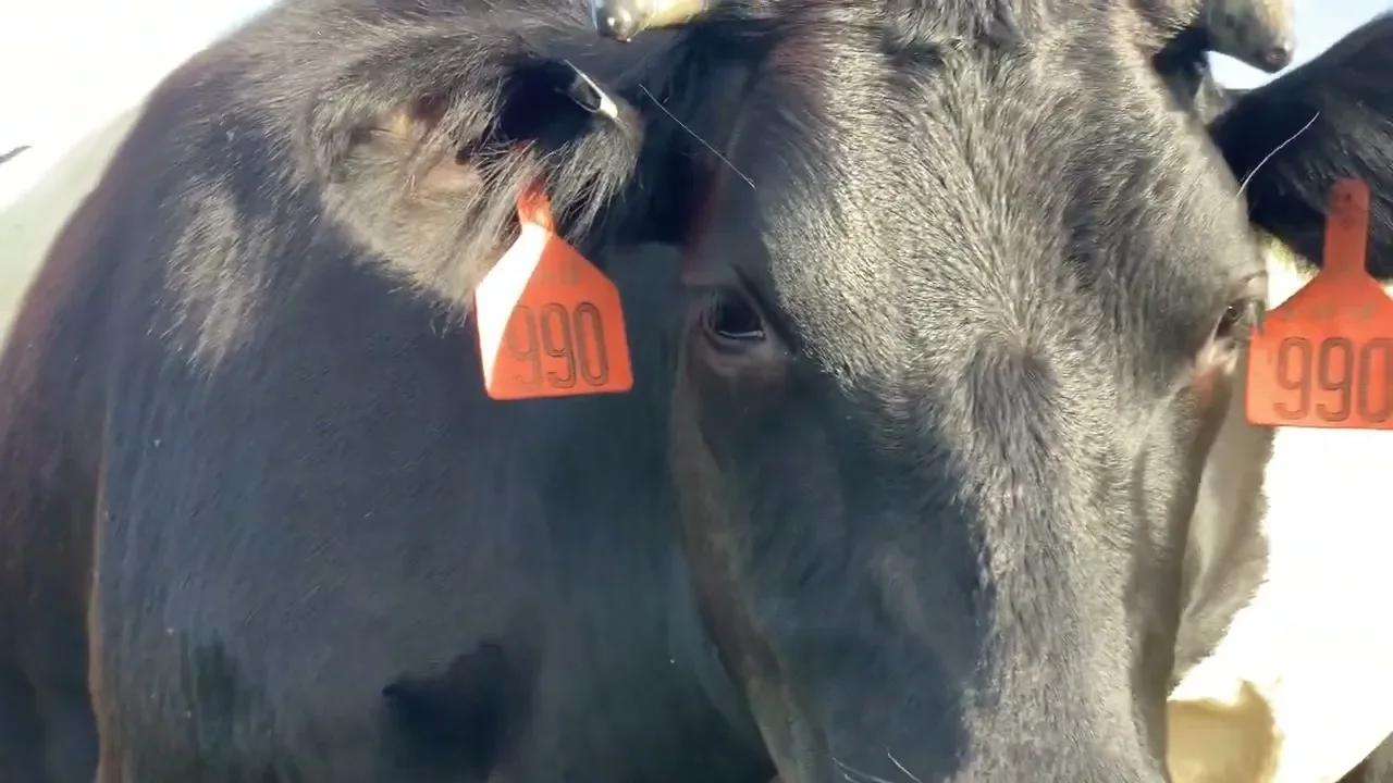 Cow feeding time, video from sister channel, Hawaii Belted Cows ...