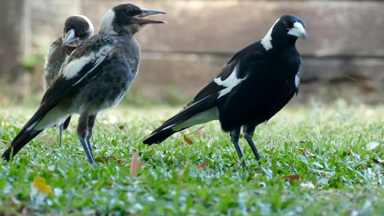 The Magpie Family Reunites
