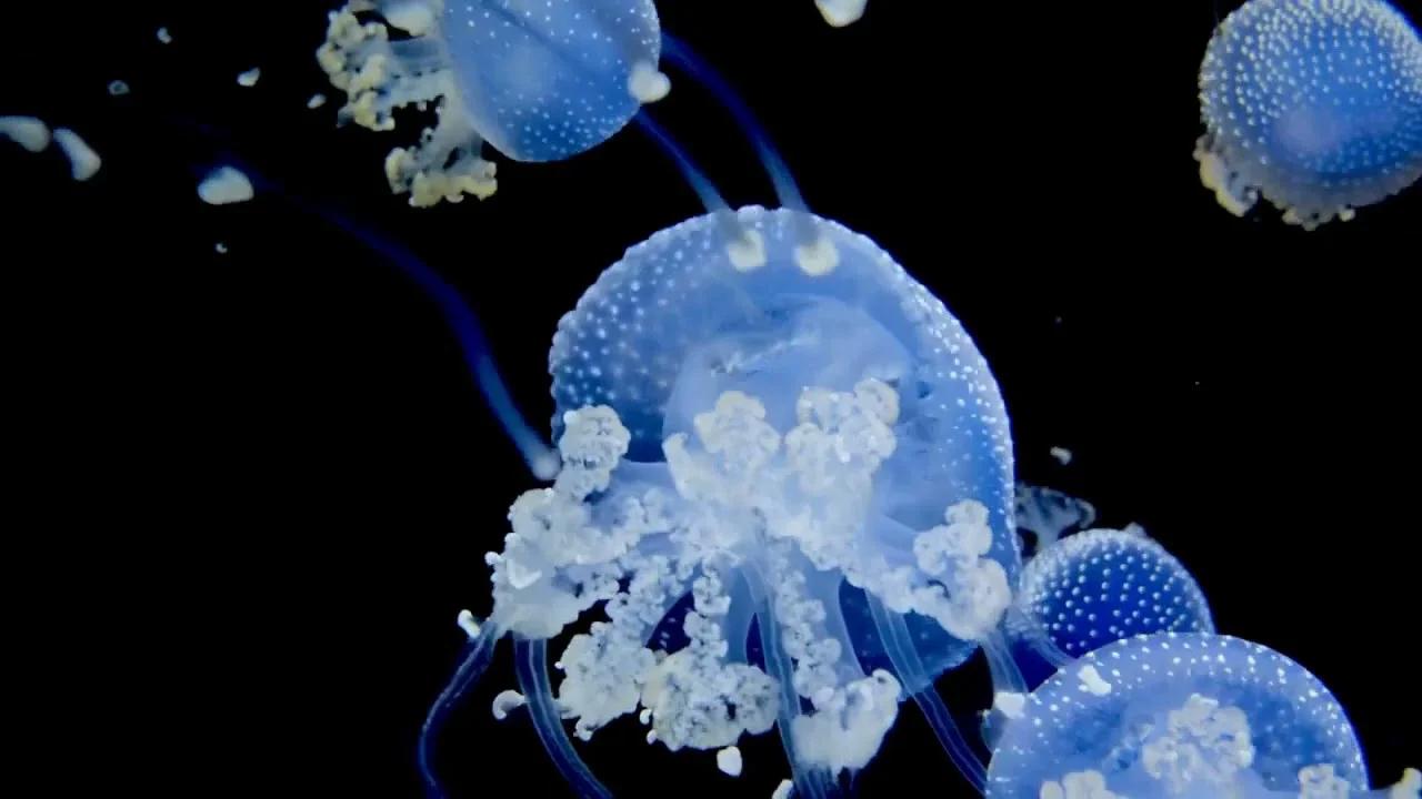 WATCH SOME JELLYFISH 1 HOUR, MESMERISING, RELAXING, CALMING, MEDITATION ETC